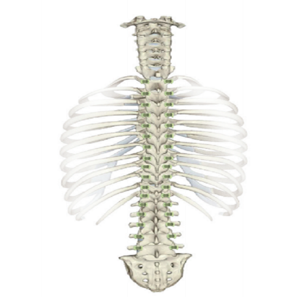 LEGERITY VBR 5.5 Thoracolumbar Posterior Orthopedic Screw-Rod Internal ...